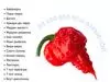 Como determinar o sabor da pimenta / O guia mais completo com classificação Scoville - um artigo da seção 