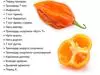 Como determinar o sabor da pimenta / O guia mais completo com classificação Scoville - um artigo da seção 