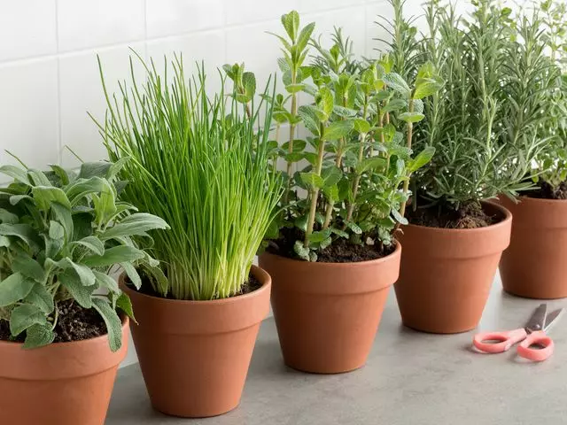 Her gün nane, biberiye ve fesleğen / Pencere kenarında sebze bahçesi yetiştirme