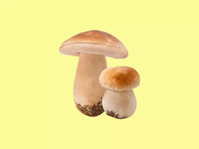 Endokrinologe zerstreute populäre Mythen über Pilze