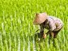 Guía de variedades e tipos de arroz / Propiedades, diferenzas e calidades gustativas - un artigo da sección 
