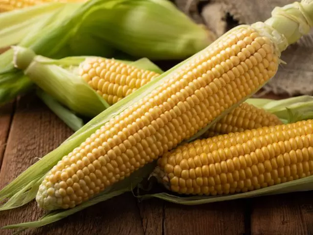 Historie kukuřice / Jak člověk obrátil evoluci ve svůj prospěch - článek ze sekce "Co jíst" na webu
