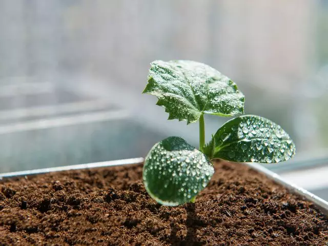 Como cultivar pepinos nun apartamento / Consellos para xardineiros principiantes - un artigo da sección "Como equipar unha cociña" no sitio web