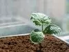 Како да одгледувате краставици во стан / Совети за градинари почетници