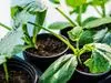 Kako gojiti kumare v stanovanju / Nasveti za vrtnarje začetnike - članek iz razdelka 