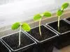 Kā audzēt gurķus dzīvoklī / Padomi iesācējiem dārzniekiem - raksts no vietnes sadaļas 