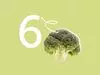 6 redes om elke dag broccoli te eet / Die voordele en skade van die beroemde kool