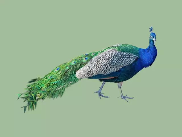 In the Middle Ages, they ate a peacock at Christmas / Fact of the day - an article from the "Food away from home" section