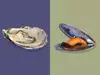 Hvordan blåskjell skiller seg fra østers / Hvordan velge, lage mat og spise dem