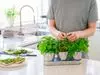 Як виростити мікрозелень / Вітаміни, які завжди під рукою – стаття з рубрики 