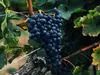איך בוחרים יין טוב / סומלייה Pyaterochka מייעץ - מאמר מתוך מדור 