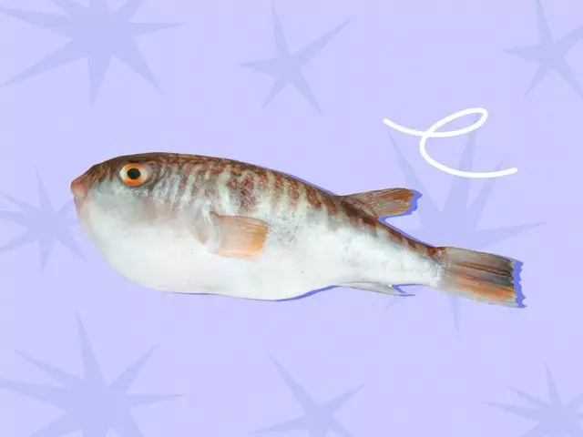 Cómo comer pez globo / Datos importantes y características de cocina: un artículo de la sección "Comida que no está en casa" en el sitio