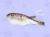 Hogyan fogyasszunk pufi halat / Fontos tények és főzési jellemzők