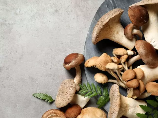 Зошто печурките се тренд на иднината