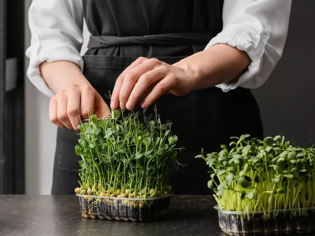 Por que os microgreens son tan populares / 5 razóns para configurar unha horta no peitoril da fiestra - un artigo da sección "Que comer" do sitio