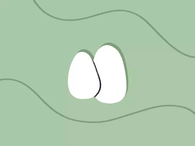 Французькі біологи створили веганський аналог курячих яєць – новина з рубрики «Їжа та розваги» на сайт