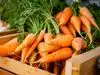 गाजर का उपयुक्त आहेत / आणि त्यातून काय तयार केले जाऊ शकते