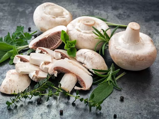Cara menanam champignon / Petunjuk untuk pemula - artikel dari bagian "Apa yang harus dimakan" di situs