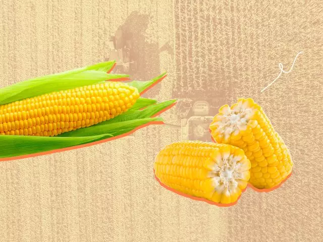 Výhody zlatej kukurice / Čo je známe o vlastnostiach a spôsoboch varenia kukurice - článok zo sekcie „Čo jesť“ na stránke
