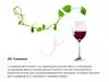 25 parole per chi vuole capire il vino / Dizionario del vino - un articolo della sezione 