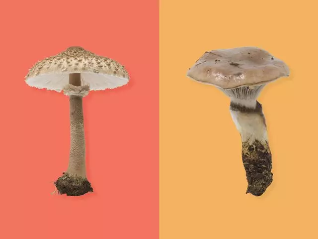 Што се условно јастиви печурки / Дали вреди да ги соберете и јадете - напис од делот „Како да киселите и киселите краставички“ на страницата