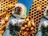 "La vidéo où j'élève des cadres avec des abeilles fait sensation chez les confrères financiers" / Expérience personnelle d'un apiculteur allergique aux abeilles