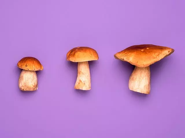 專家談白蘑菇的好處——來自網站“吃什麼”部分的新聞